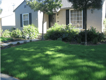 Texas Native Buffalo Grass - Hydromulch Hydroseeding